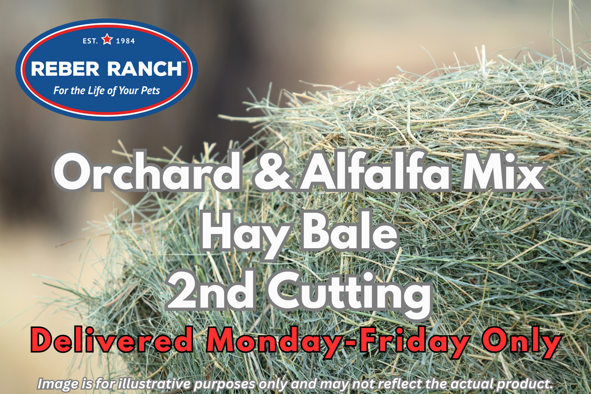 Reber Ranch Orchard & Alfalfa Mix Hay Bale - 2nd Cutting - Kent, WA - Reber Ranch & Pet Central