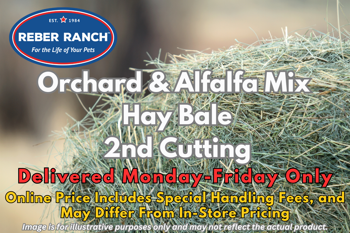 Reber Ranch Orchard & Alfalfa Mix Hay Bale - 2nd Cutting - Kent, WA - Reber Ranch