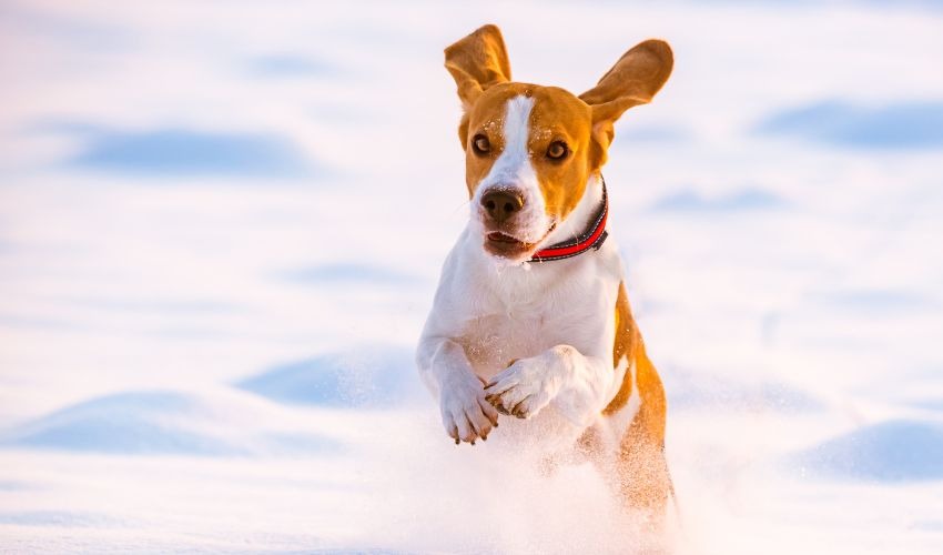 Heart Health Awareness for Pets: Tips for Keeping Your Pet's Heart Hea