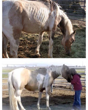 Horse Guard Super Weight Gain - Kent, WA - Reber Ranch